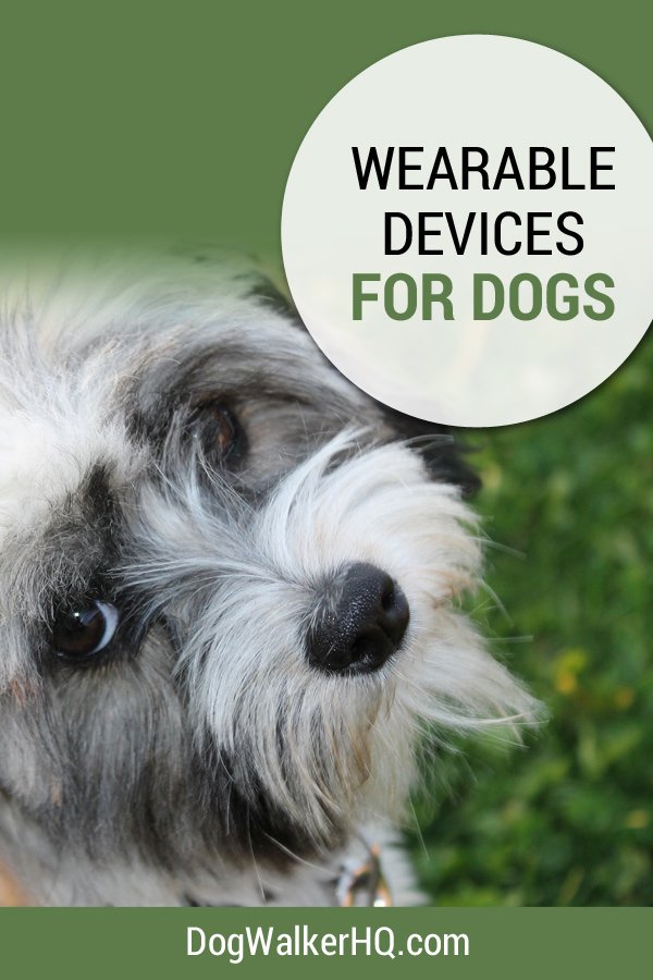 What are the Positive Benefits of Wearable Devices for Dogs? | Dog ...